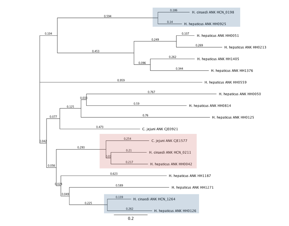 Ankyrin domains across the Tree of Life [PeerJ]