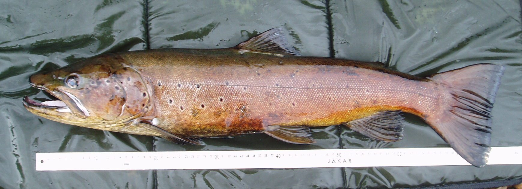 The abundance of large, piscivorous Ferox Trout (Salmo trutta) in Loch ...