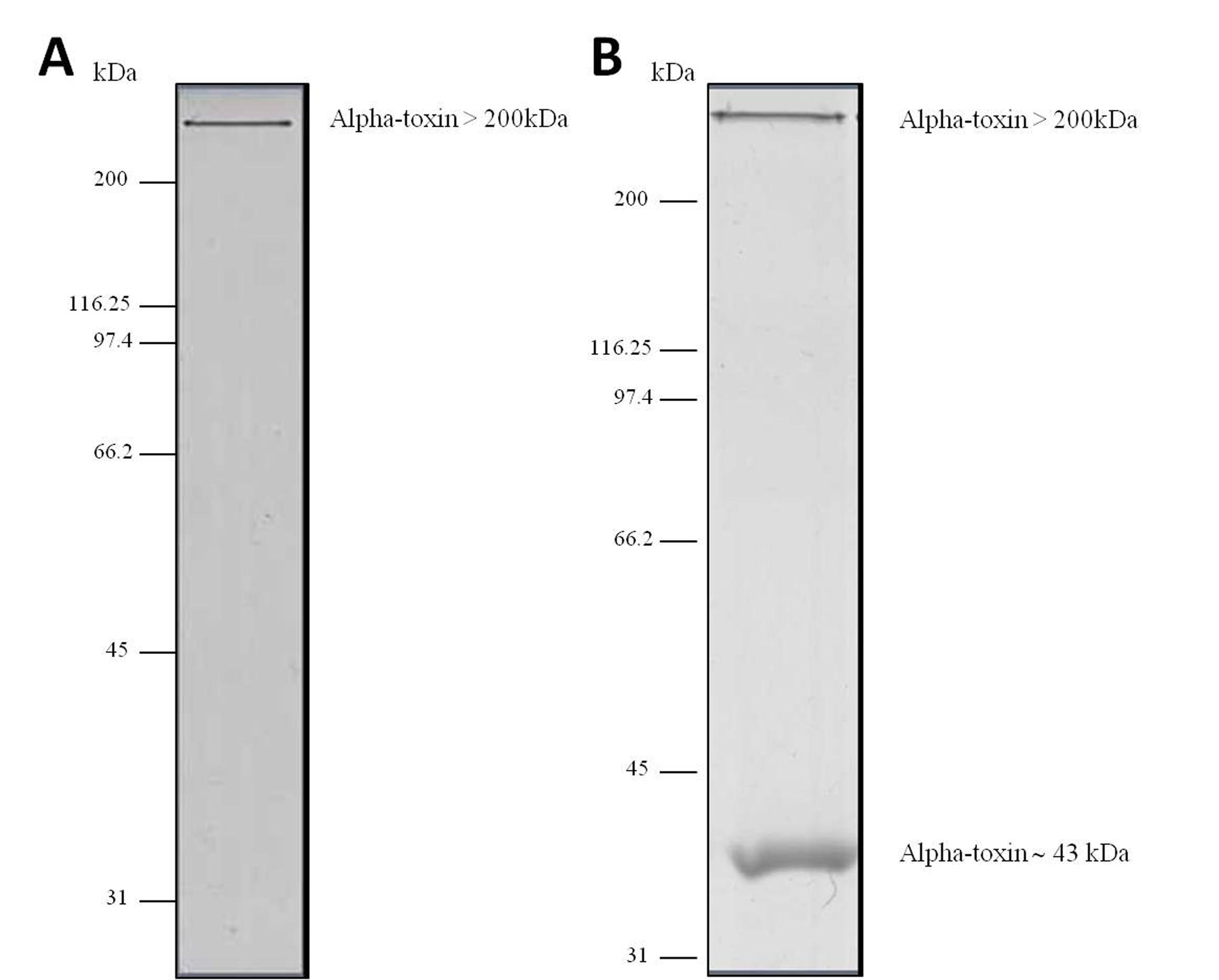 A simple electroelution method for rapid protein purification ...