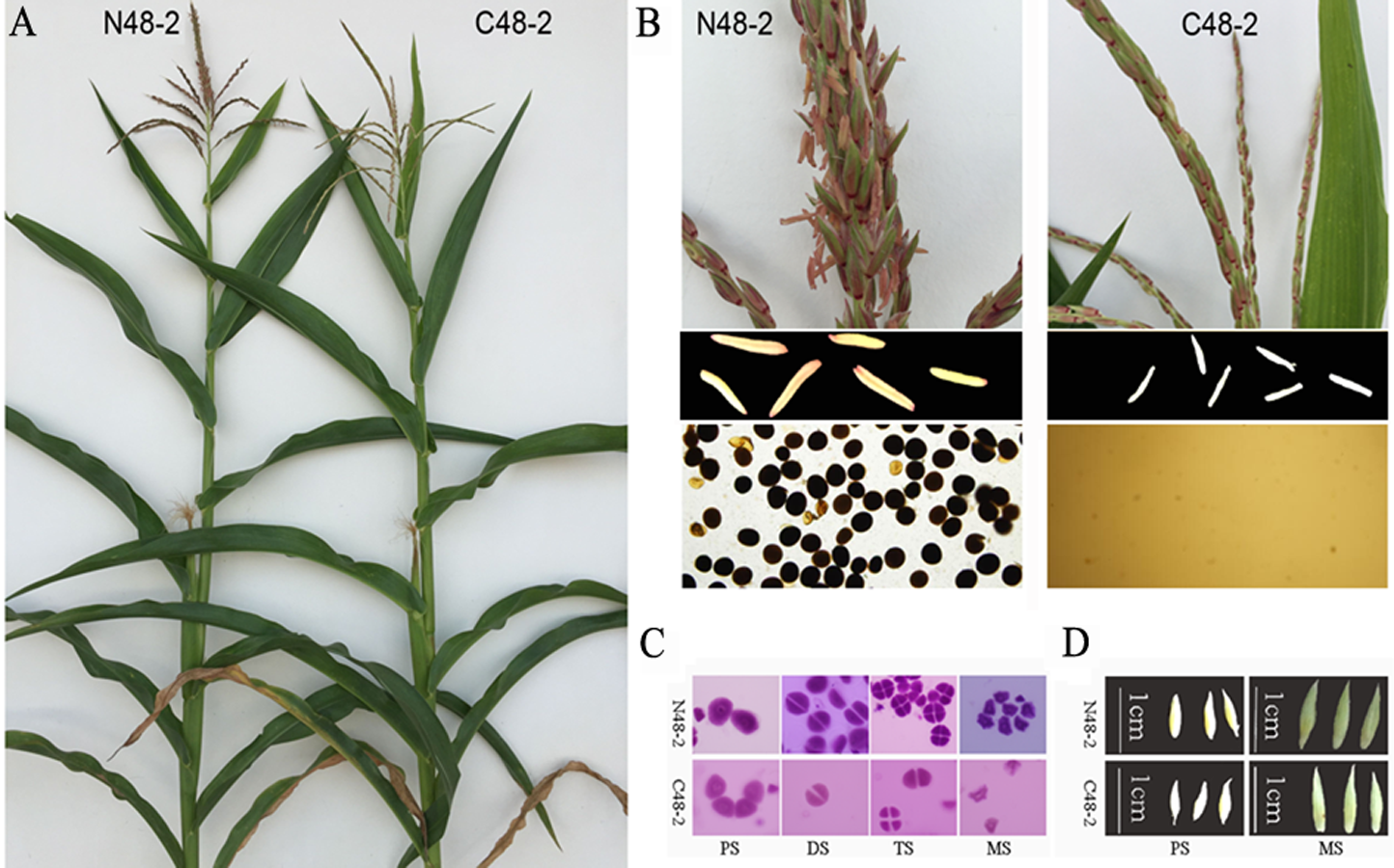 Comparative transcriptome analysis of isonuclear-alloplasmic lines ...