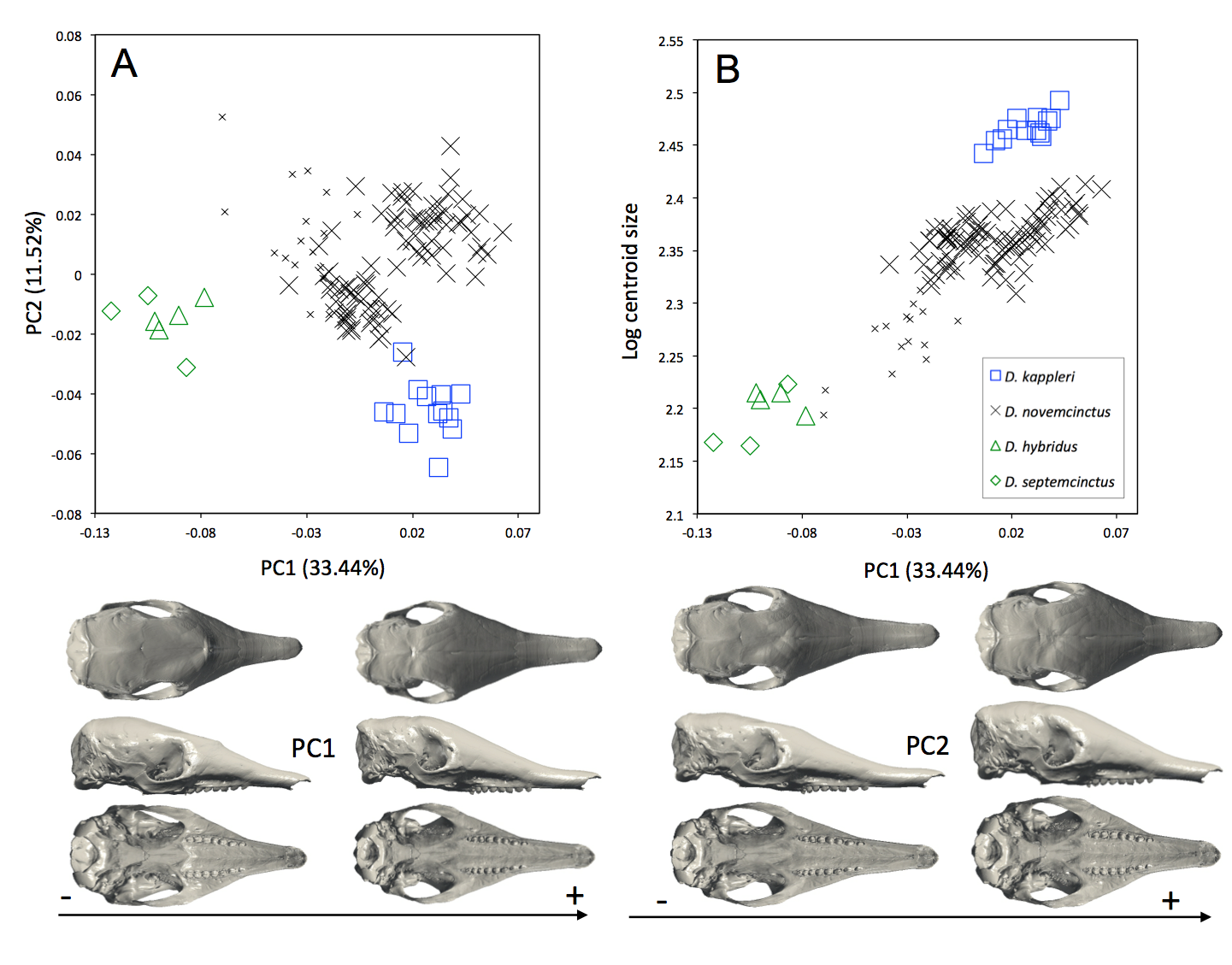 Beyond the carapace: skull shape variation and morphological systematics of long-nosed ...