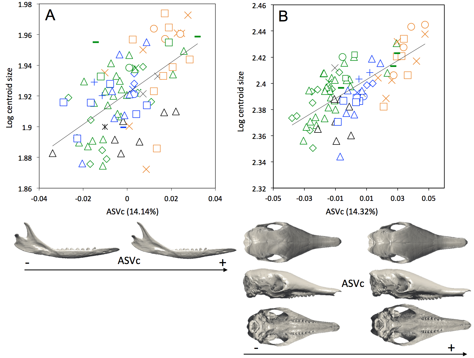 Beyond the carapace: skull shape variation and morphological systematics of long-nosed ...