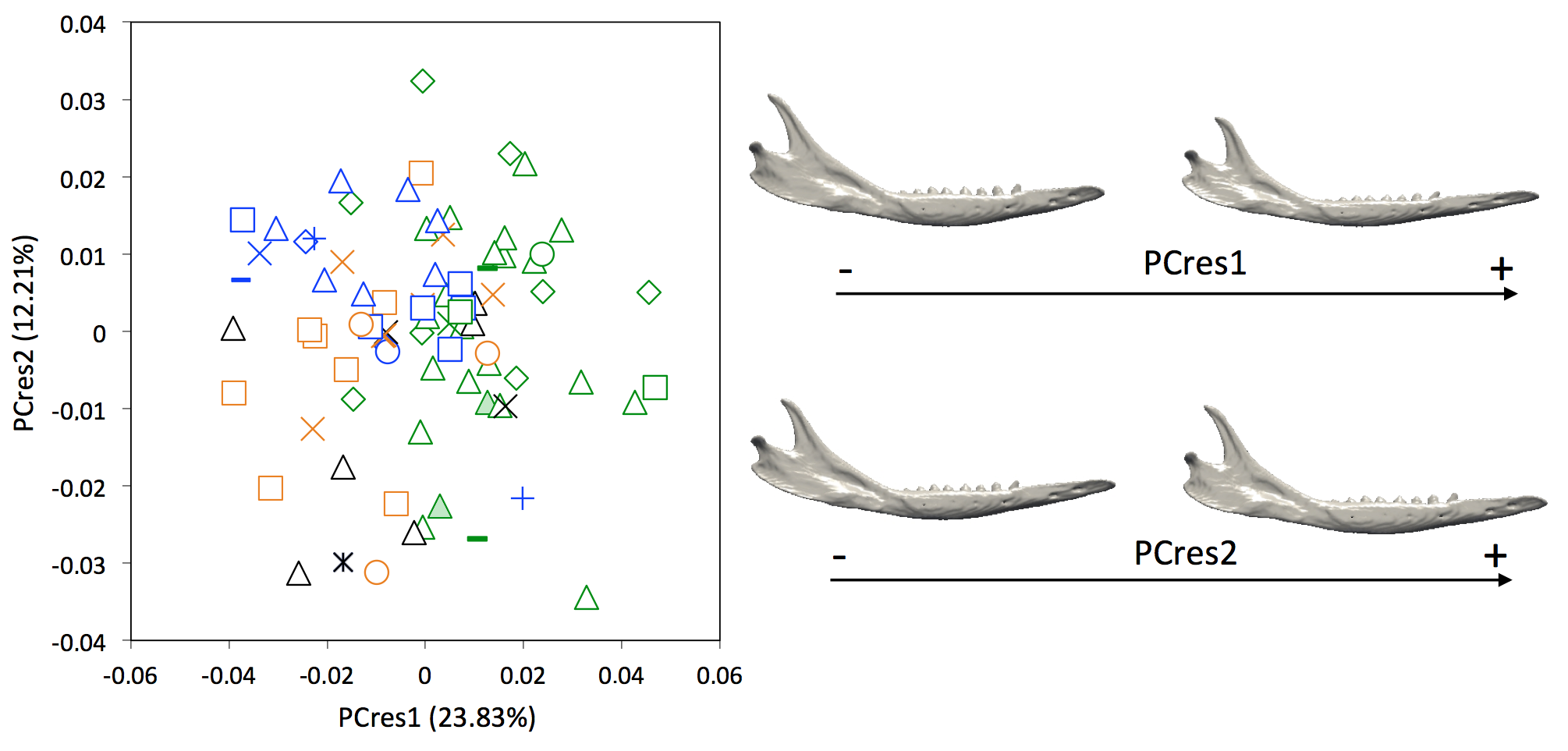 Beyond the carapace: skull shape variation and morphological systematics of long-nosed ...