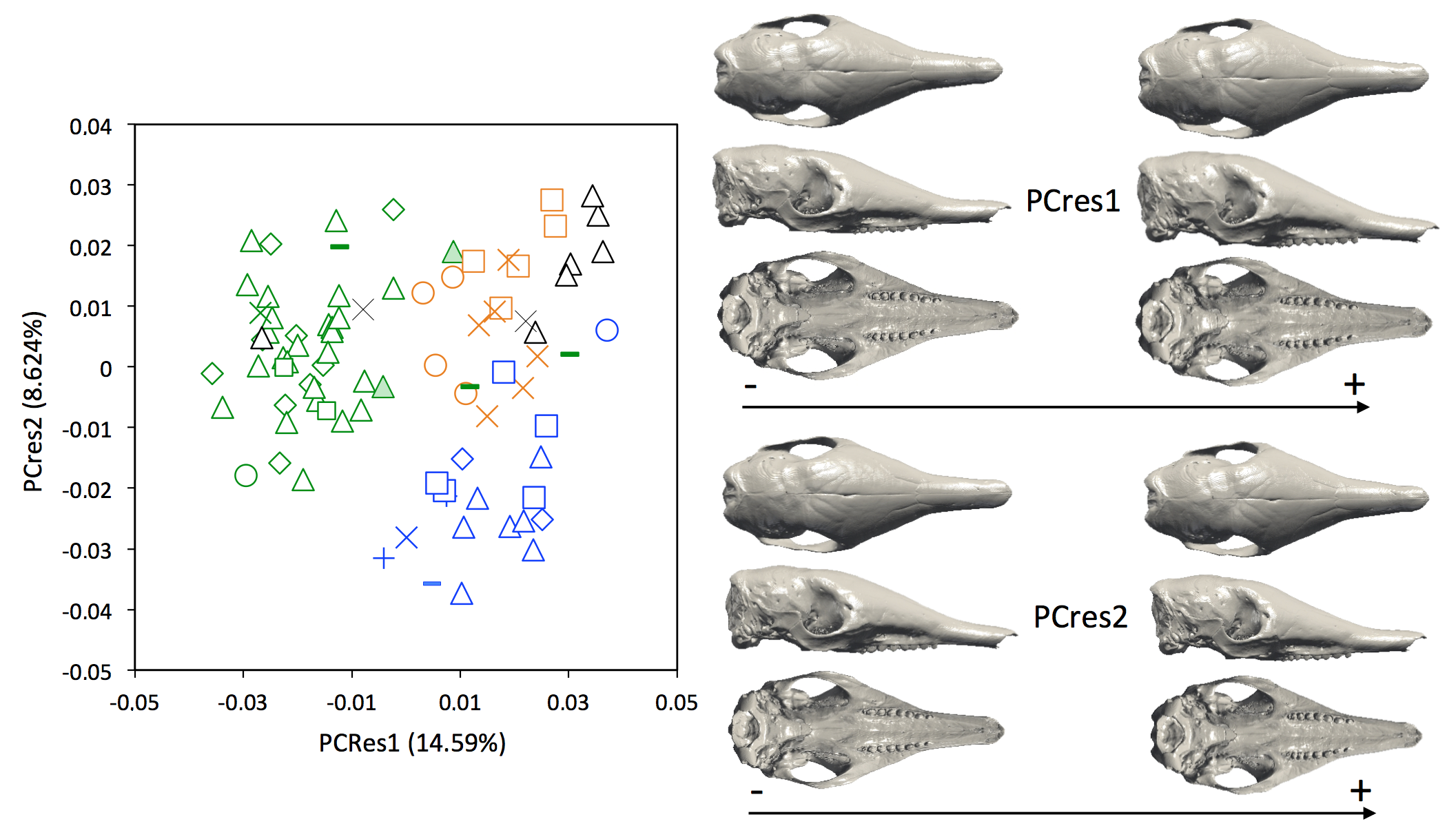Beyond the carapace: skull shape variation and morphological systematics of long-nosed ...