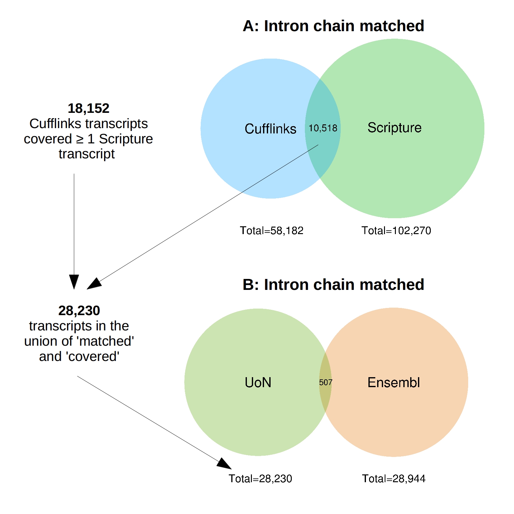 Characterisation of the horse transcriptome from immunologically active ...