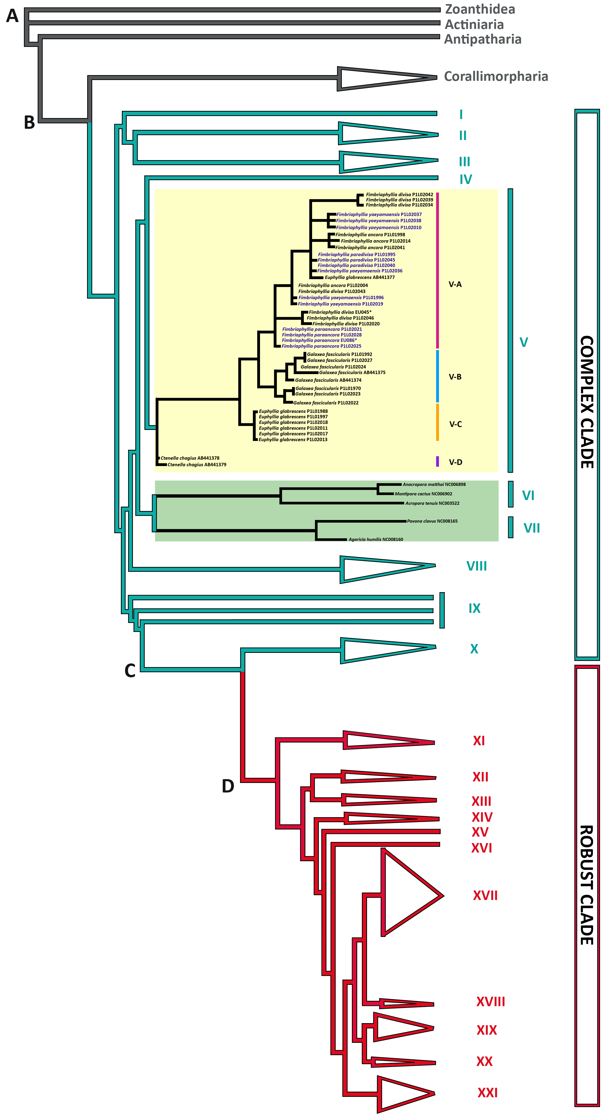 Resurrecting a subgenus to genus: molecular phylogeny of Euphyllia and ...
