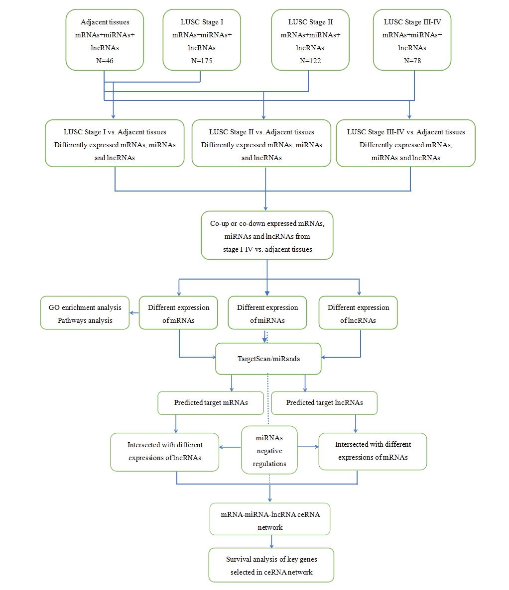 Integrated genomic analyses of lung squamous cell carcinoma for identification of a possible ...