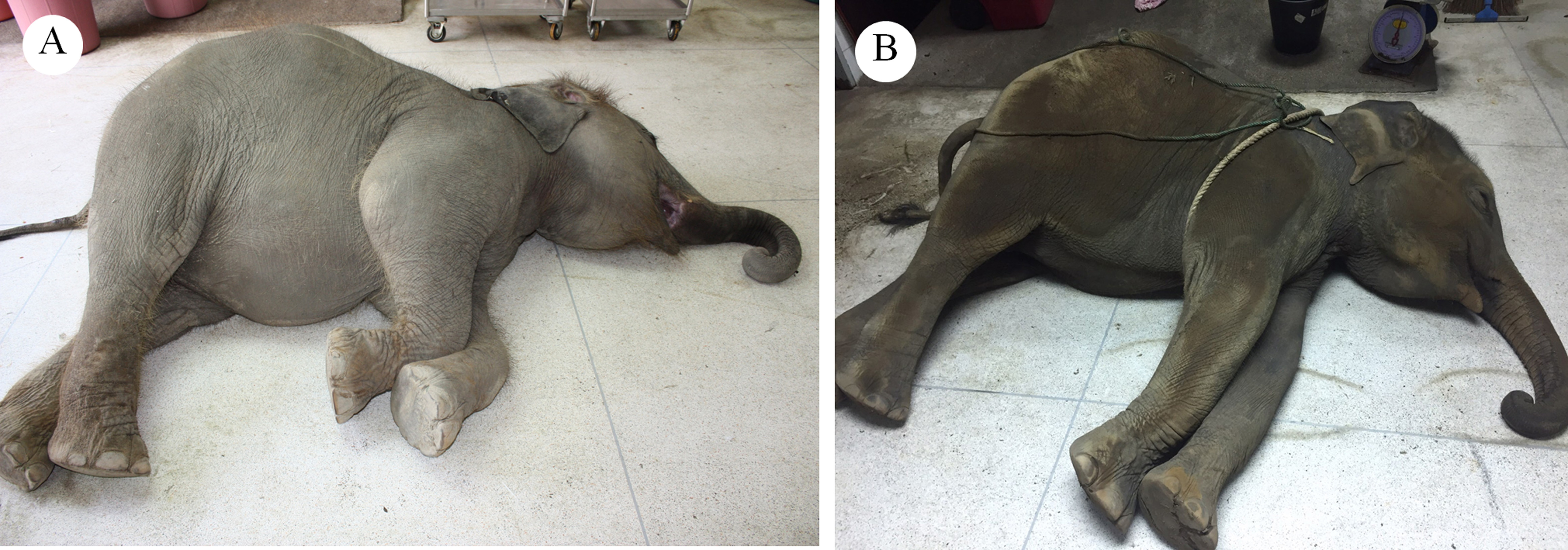 Histology of 24 organs from Asian elephant calves (Elephas maximus) [PeerJ]
