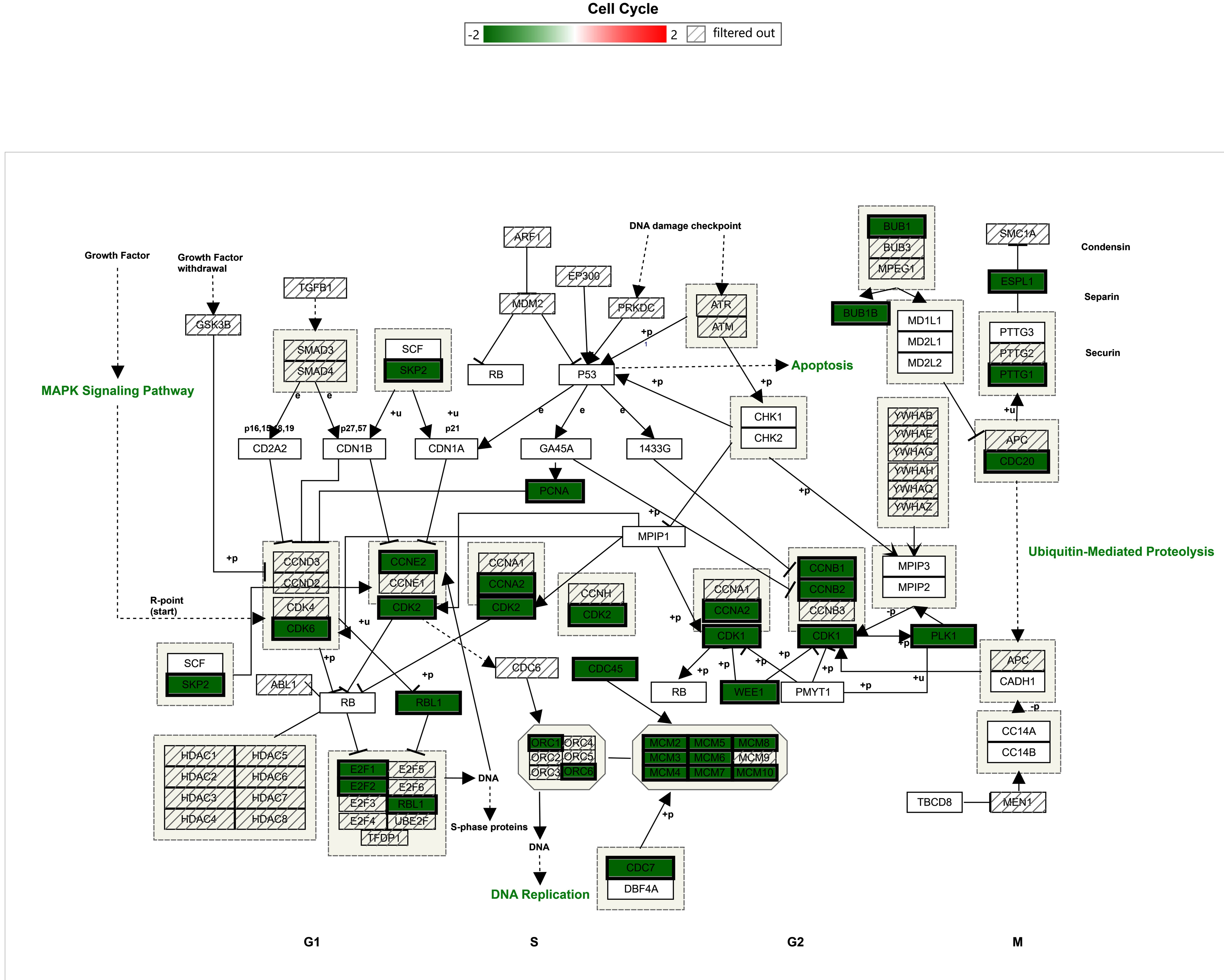 Microarray gene expression profiling in colorectal (HCT116) and ...