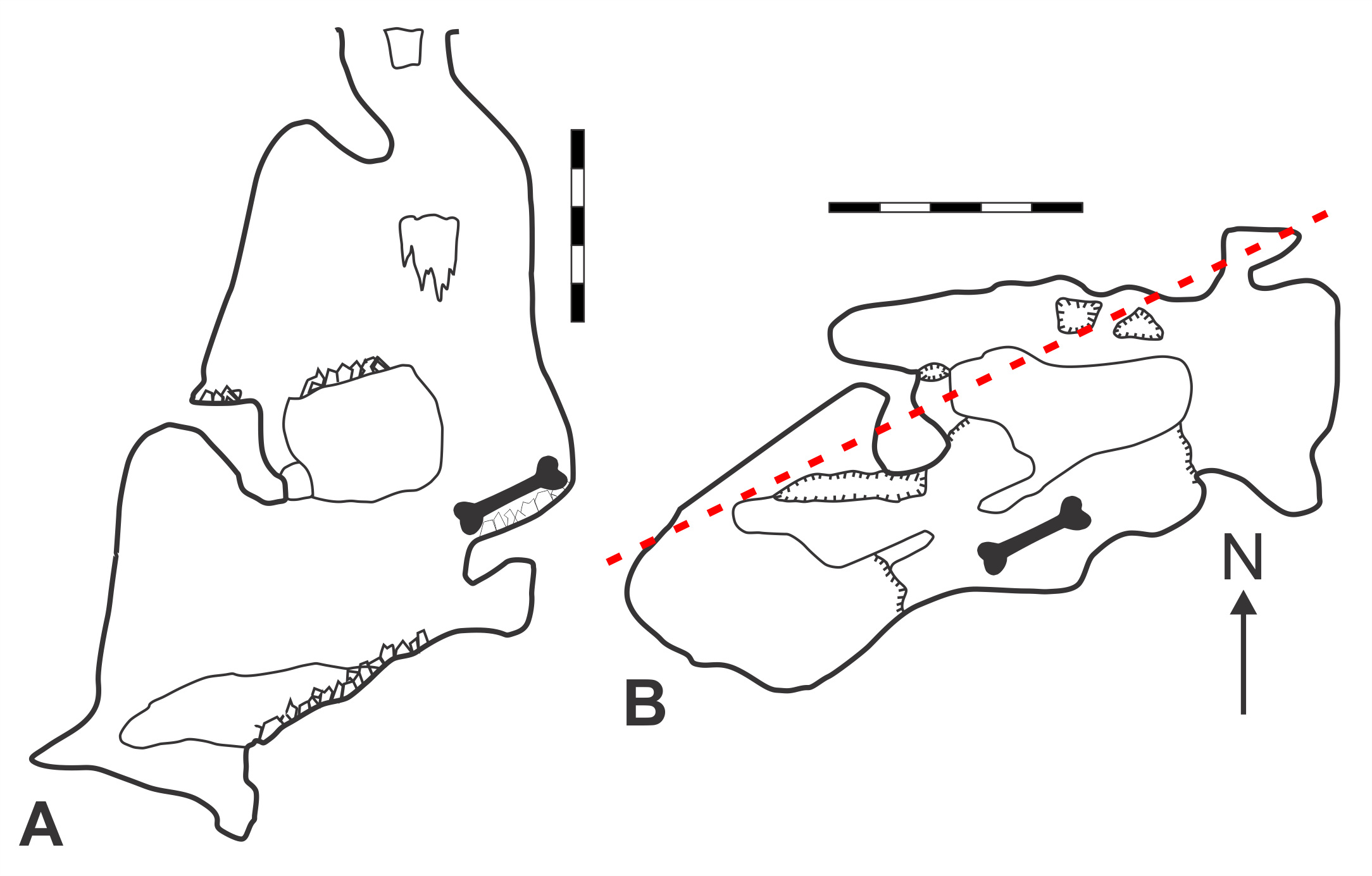 Shifting faunal baselines through the Quaternary revealed by cave ...