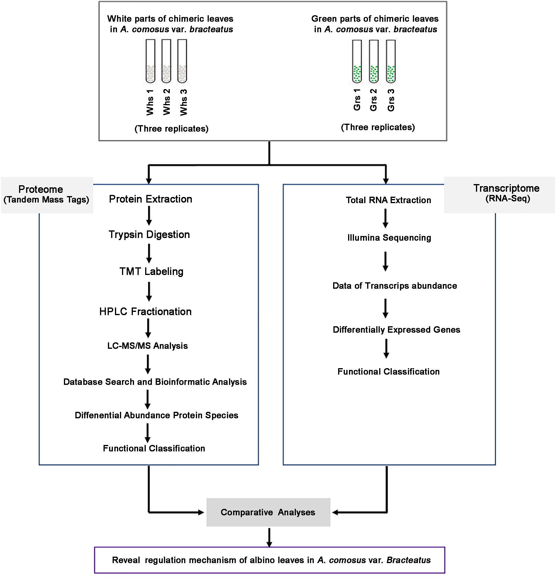 Comparative transcriptomic and proteomic analyses of the green and ...