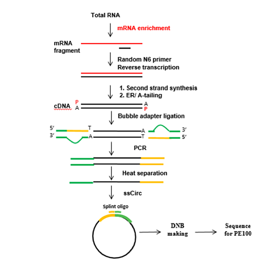 Identification and characterization of hirudin-HN, a new thrombin ...