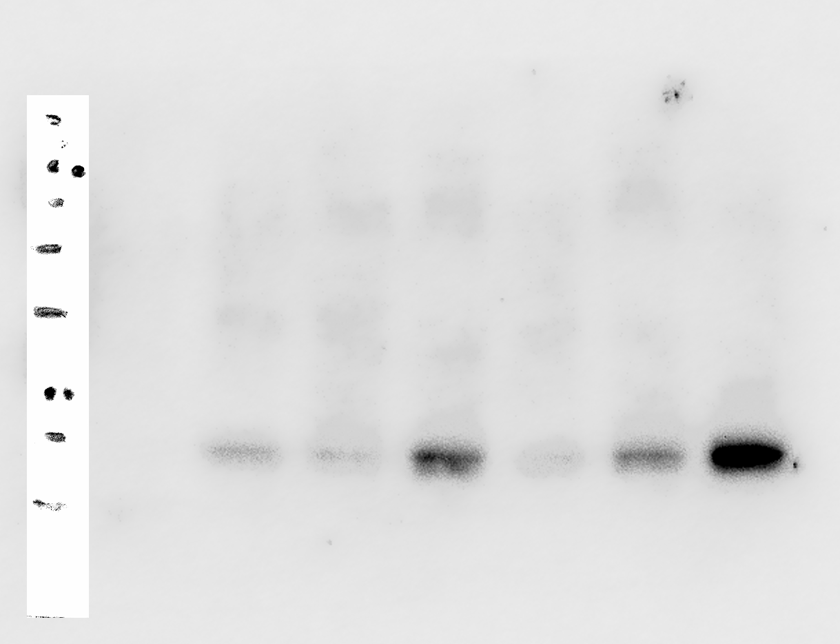 Albumin promotes proliferation of G1 arrested serum starved ...