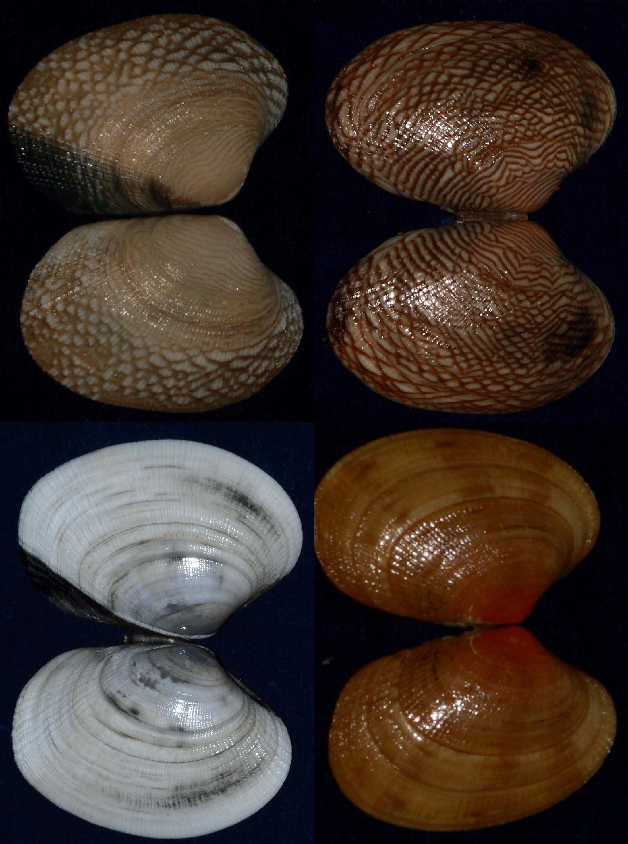 Molecular cloning and expression analysis of tyrosinases (tyr) in four ...