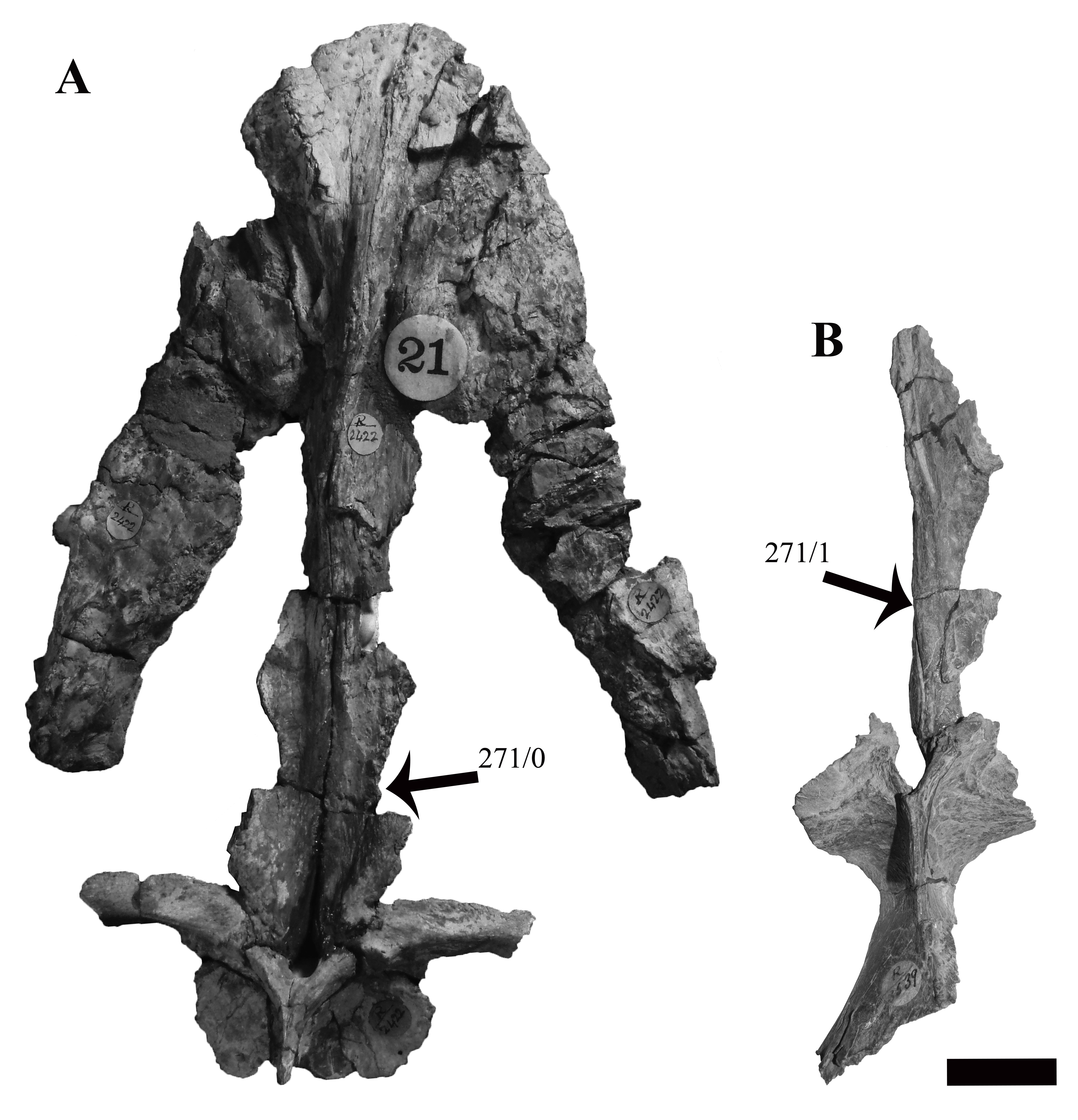 A new plesiosaurian from the Jurassic–Cretaceous transitional interval ...