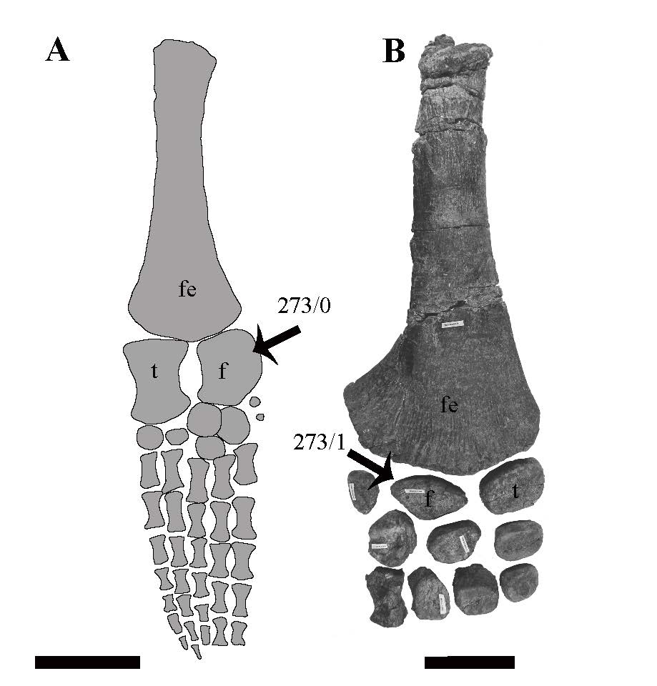 A new plesiosaurian from the Jurassic–Cretaceous transitional interval ...