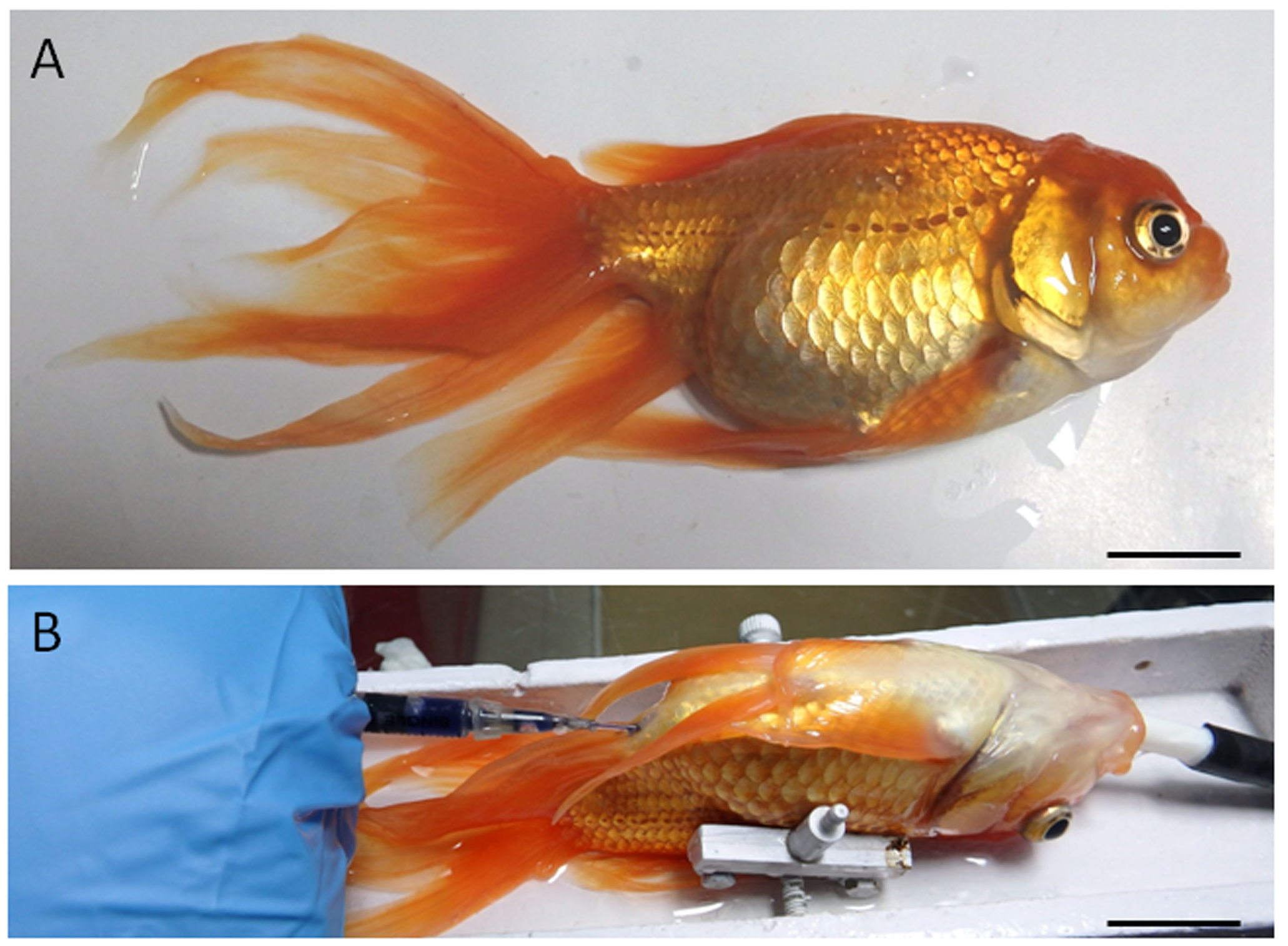 Resumption of donor-origin spermatogenesis in senescent goldfish ...