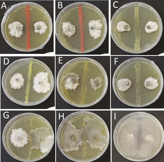 Methylobacterium, a major component of the culturable bacterial ...