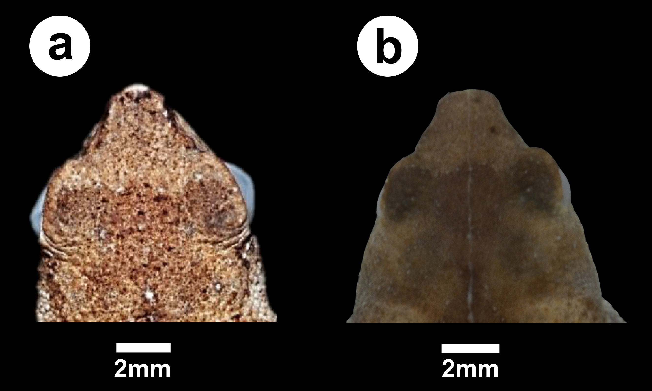 A new tiny toad species of Amazophrynella (Anura: Bufonidae) from east ...
