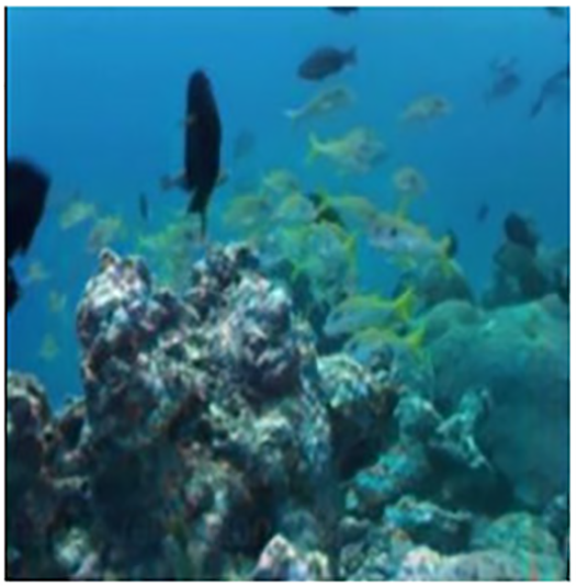 Unveiling the hidden depths: advancements in underwater image ...