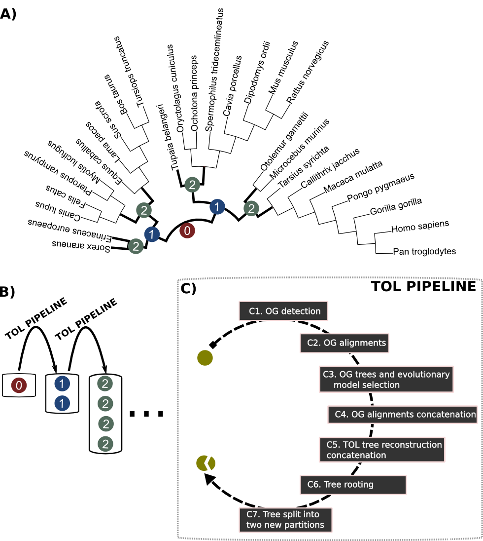 A nested phylogenetic reconstruction approach provides scalable resolution in the eukaryotic ...