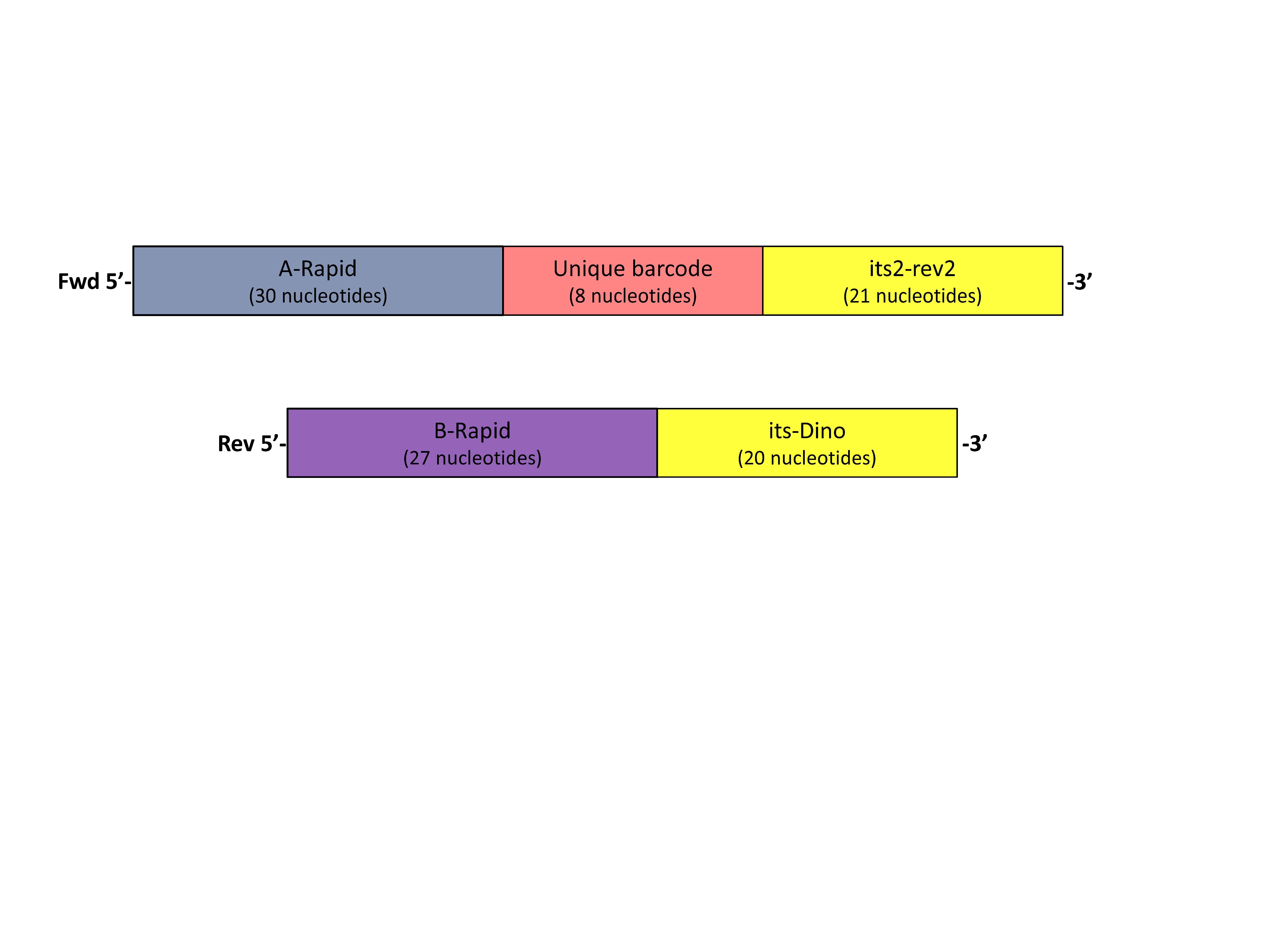 Next-generation sequencing reveals cryptic Symbiodinium diversity within Orbicella faveolata and ...