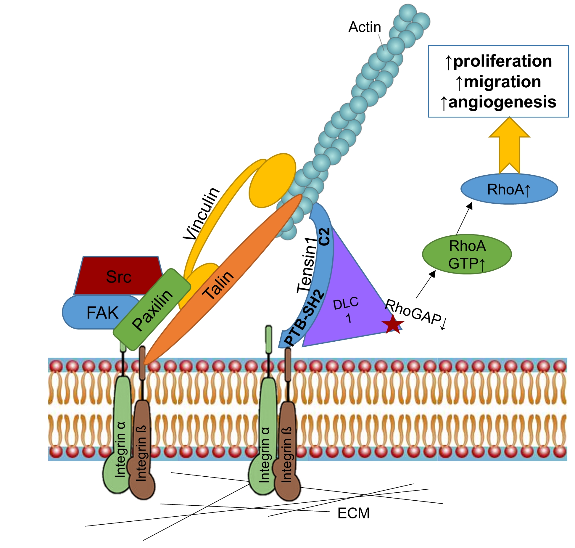 Multifaceted role of tensins in cancer [PeerJ Preprints]