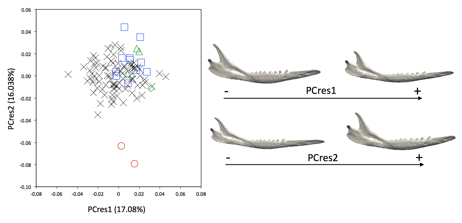 Beyond the carapace: skull shape variation and morphological systematics of long-nosed ...