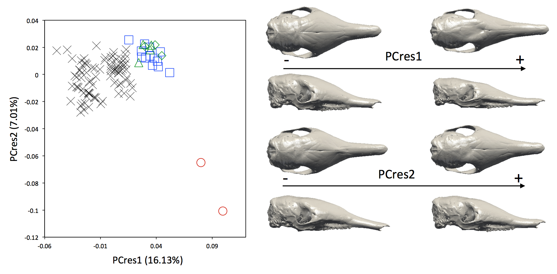 Beyond the carapace: skull shape variation and morphological systematics of long-nosed ...