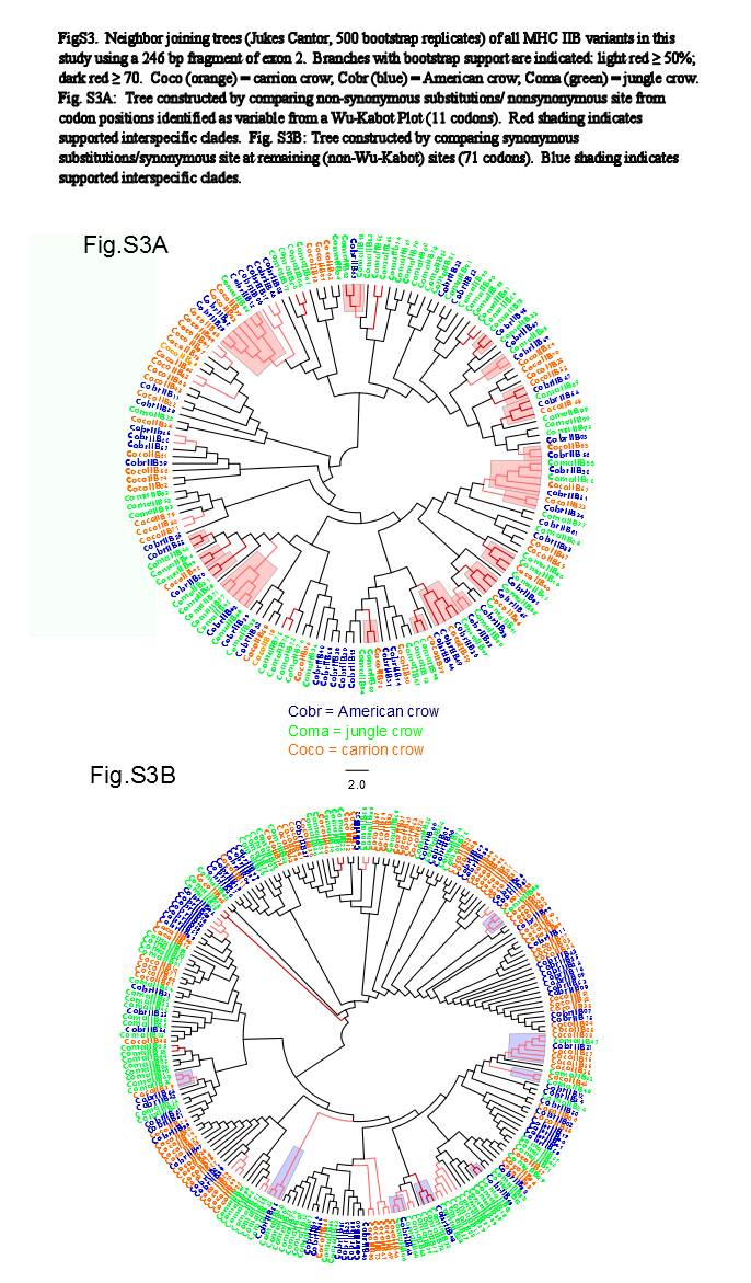 Patterns of evolution of MHC Class II genes of crows (Corvus) suggest ...